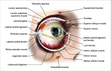 L1 Palpebral Nerve And Muscle Flashcards Quizlet