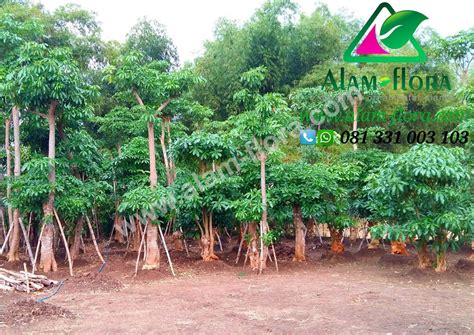 Pohon Pule Exotis Untuk Taman Jasa Tukang Taman Surabaya
