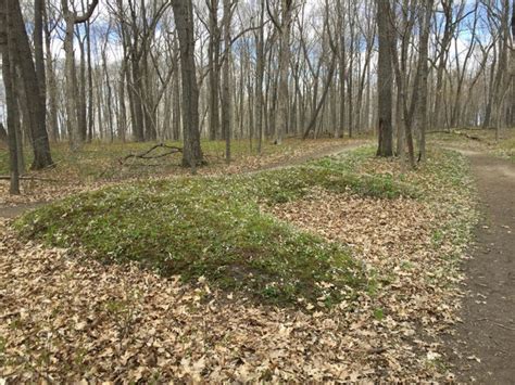 Wisconsin Effigy Mounds Initiative Preserves Ancient Burial Mounds