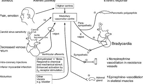 Vasovagal Syncope Semantic Scholar
