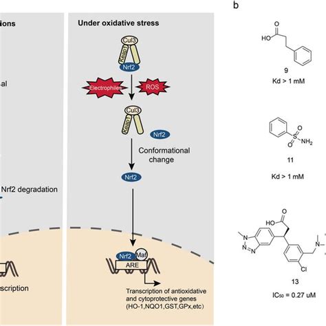 The Keap1nrf2 Interactions And Interactions A The Keap1 Nrf2 Are