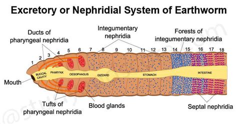 Excretory System Of An Earthworm
