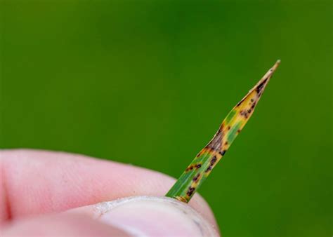 Guide To The 10 Most Common Lawn Diseases Myhometurf