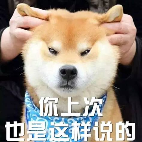 这些狗狗表情包，看过的人都收藏了哟表情包狗狗圣罗兰新浪新闻
