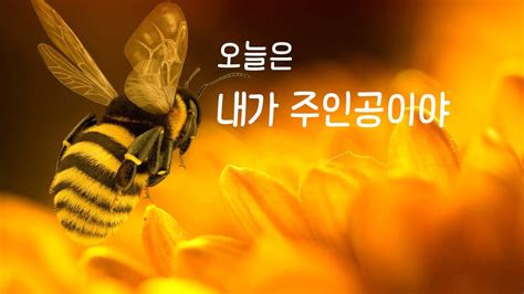 2021년5월20일은 세계 꿀벌의 날입니다 Youtube