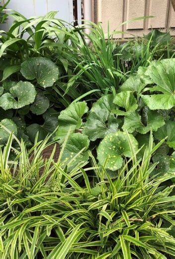Seeding（シーディング） 植物図鑑・お庭の施工とデザイン Em 2024