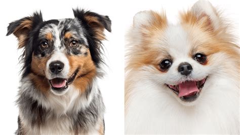 Pomeranian Aussie Mix