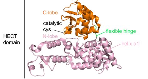 Architecture Of The Hect Domain Crystal Structure Of The Hect Domain Of