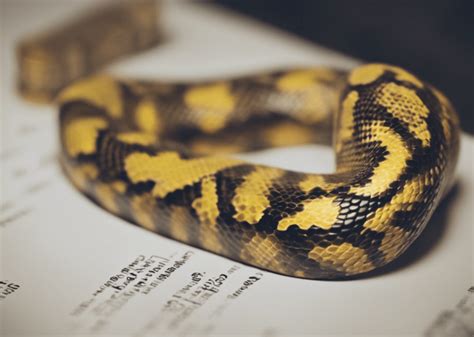 Python And Data Visualization Matplotlib And Beyond Pl Courses