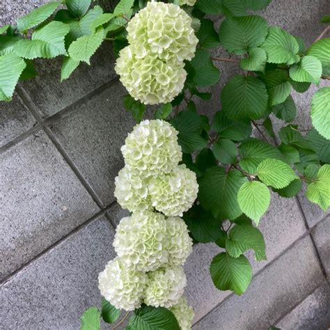 代表の辻本からのお話～ぐるっとお庭のご紹介彡9〜 七田式公式直営教室 アルファグループ のブログ