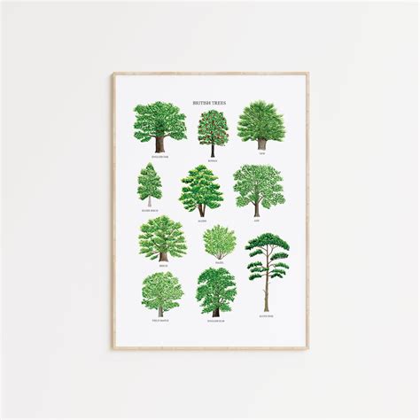 British Trees Print Watercolour Tree Print Tree Art Poster Etsy