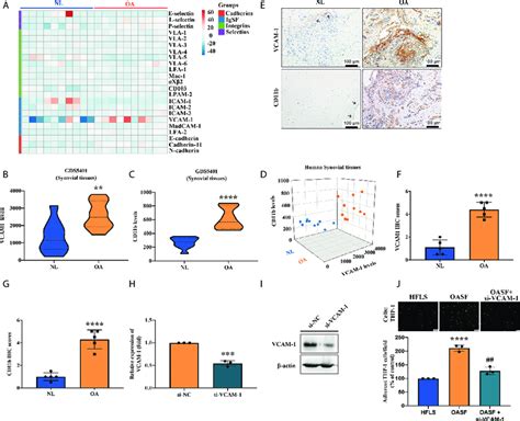 Vcam 1 Expression Is Positively Correlated With Cd11b Expression In Oa