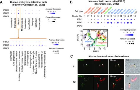 Enteric Neurons Highly Express Ip6k2 In The Mammalian Git A