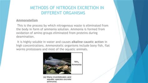 Methods Of Nitrogen Excretion In Different Organismspptx