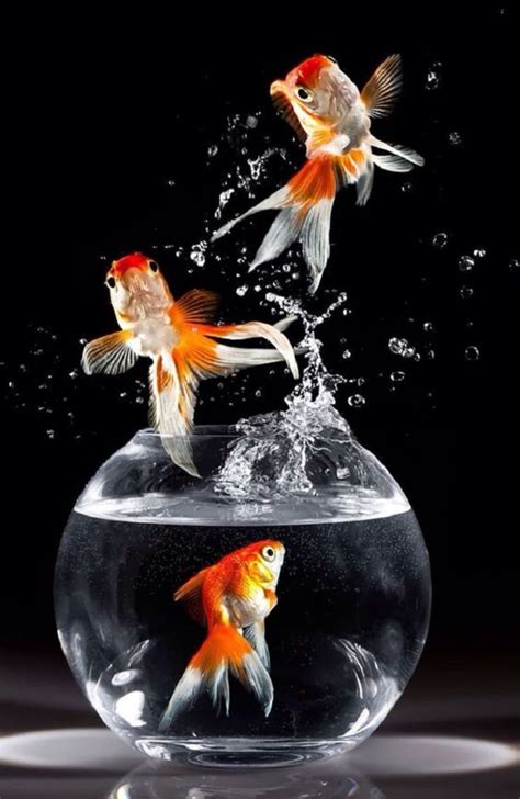 ۲۰ عکس ماهی قرمز عید برای پروفایل و تبریک نوروز ستاره