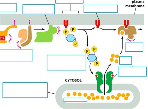 Phospholipase C Pathway 2 Diagram Quizlet