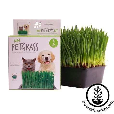 Where To Buy Wheatgrass For Dogs Pivotal E Zine Portrait Gallery