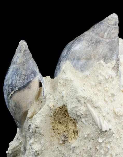 Giant Fossil Gastropod Cluster France 44934 For Sale