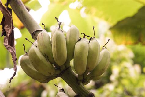 Imagens De Lawo Explore Fotografias Do Stock Vetores E Vídeos De 24