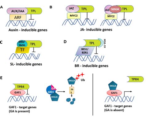 Interaction Of TPRs In Hormone Signaling Pathways A TPL Interacts With Download Scientific