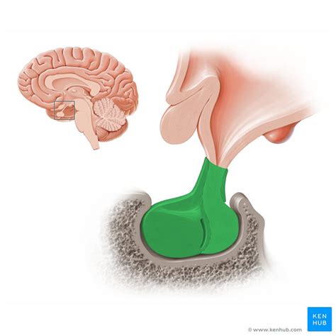 Pituitary Gland Diagram Health Blog