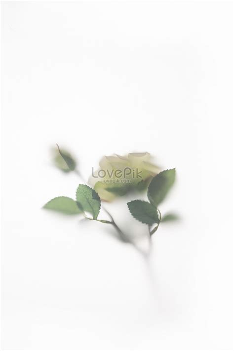 창조적 인 꽃 사진 무료 다운로드 Lovepik