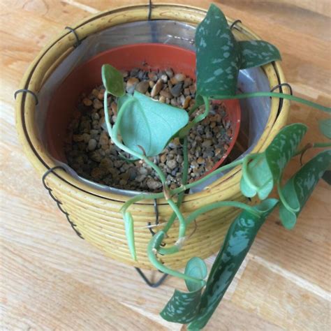 How To Rescue Wilting Pothos