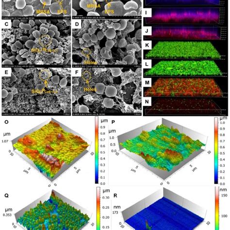 The Morphology Of Mrsa Biofilm A Mrsa Biofilm B Treated With Ce6