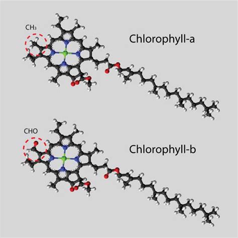 The Mighty Chlorophyll Molecule Functions Applications
