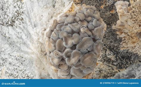 Cultivation Of Oyster Mushrooms Time Lapse Production Of Edible