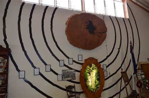 Kauri Trees Coromandel R Newzealand