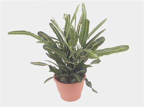 Codiaeum — Rubric On The Global Flowers Club