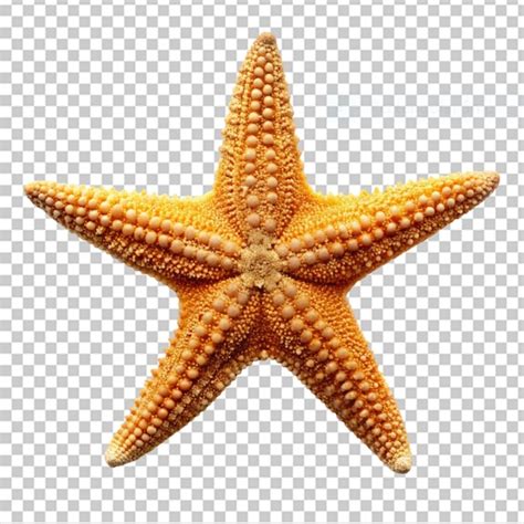 Premium Psd Brown And White Starfish On White Background