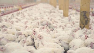 Chicken Factory Farming: How Are Chicken Raised and Killed? | VFC