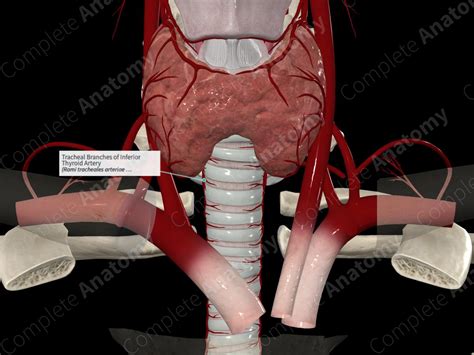 Tracheal Branches Of Inferior Thyroid Artery Complete Anatomy