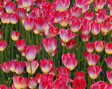 Tulip Supri Erotic Bulbs — Buy Online At Farmer Gracy Uk