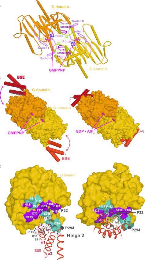 Nucleotide Induced Movements In The G Domains Upon Dimerization A Download Scientific Diagram