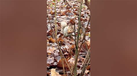 Білочка в парку Youtube