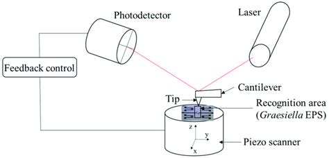 Schematic Illustration Of The Love Wave Eps Membrane Afm