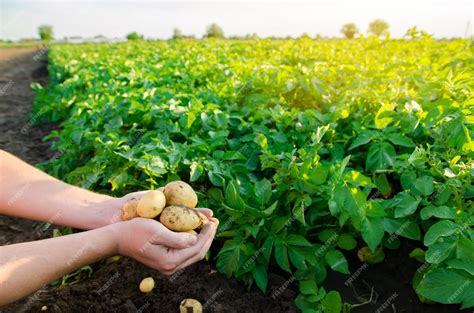 Premium Photo Fresh Young Potatoes In The Hands Of A Farmer On The