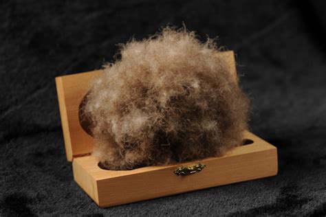 《飞越两万里的动人母爱》——庆祝中国第一套冰岛欧绒鸭标本正式落户羽绒博物馆 知乎