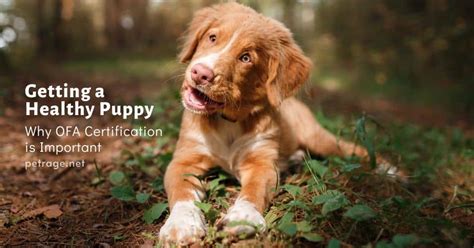 Getting A Healthy Puppywhy Ofa Certification Is Important
