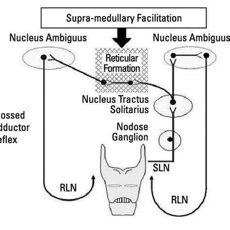 Organizational Model Of The Crossed Adductor Reflex Pathway In A Dog