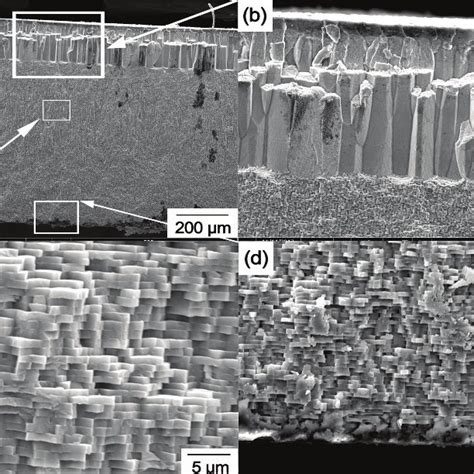 Sem Morphology Of Cross Section Of Shell A Whole Cross Section B