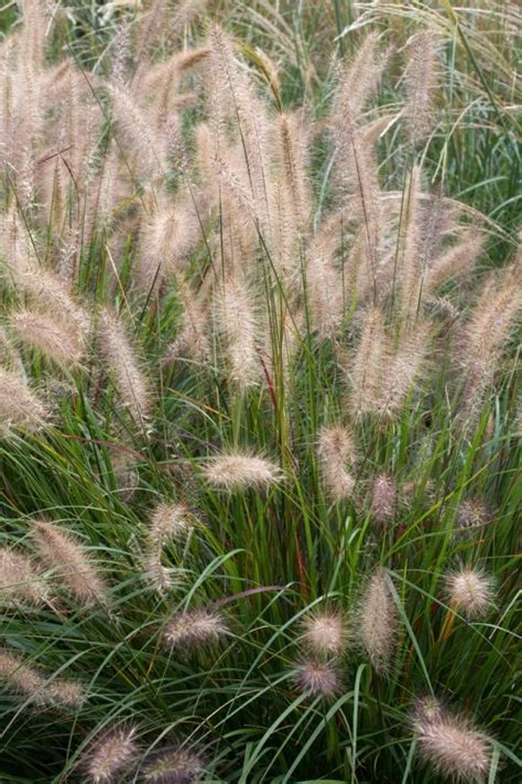 Pennisetum Alopecuroides Cassian P9 Cm