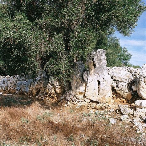 Son Catlar All You Need To Know Before You Go 2024