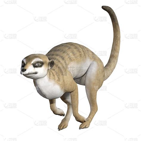 猫鼬隔离在白色，3d渲染。素材 花瓣网