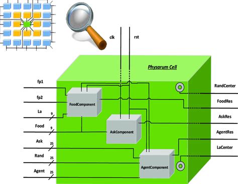 Physarum Cell Is The Basic Ca Cell In The Ca Lattice And The Basic