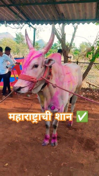 महाराष्ट्राची शान सप्त हिंदकेसरी बकासुर ६३०० Cc Original सप्त
