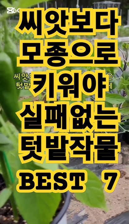 씨앗보다 모종이 좋은 텃밭작물 7가지 모종 주말농장 추천작물 Youtube